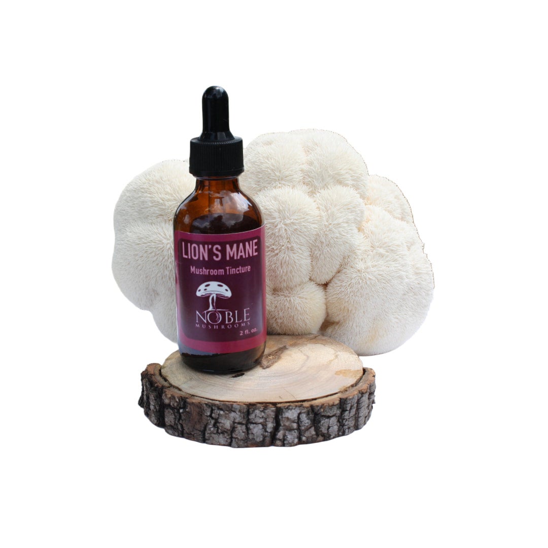 how to make lions mane mushroom tincture